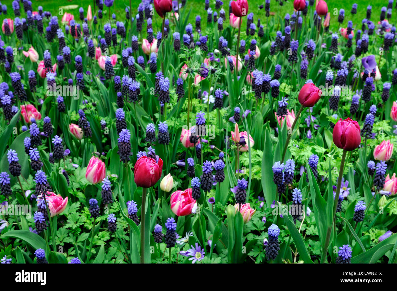 Mixed bed border spring blooming bulbs blue pink purple colour combo ...