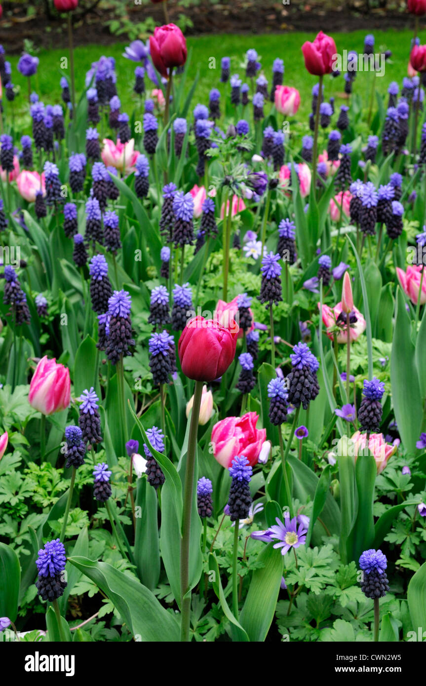 Mixed bed border spring blooming bulbs blue pink purple colour combo ...