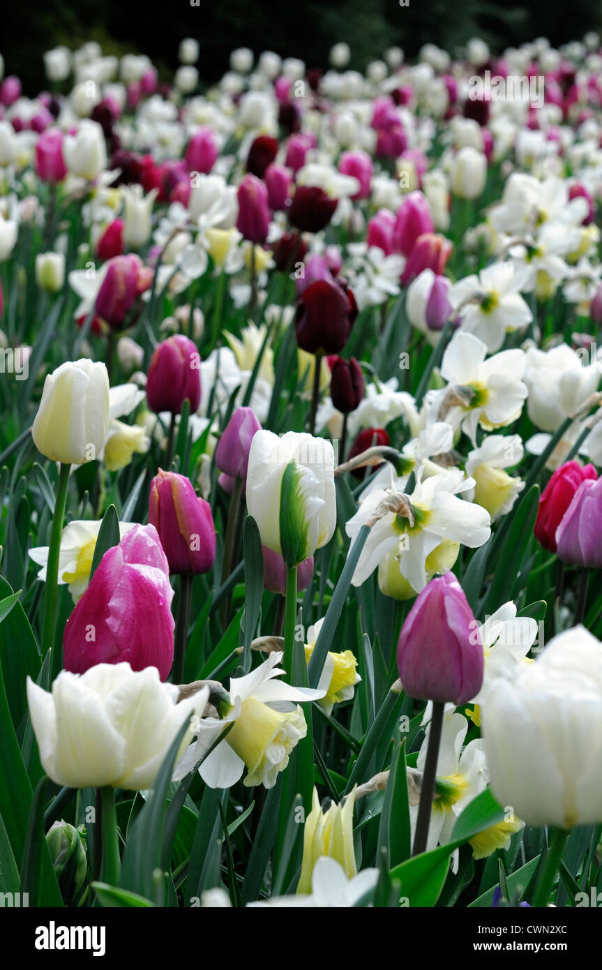 Mixed bed border spring blooming bulbs yellow blue pink purple colour ...