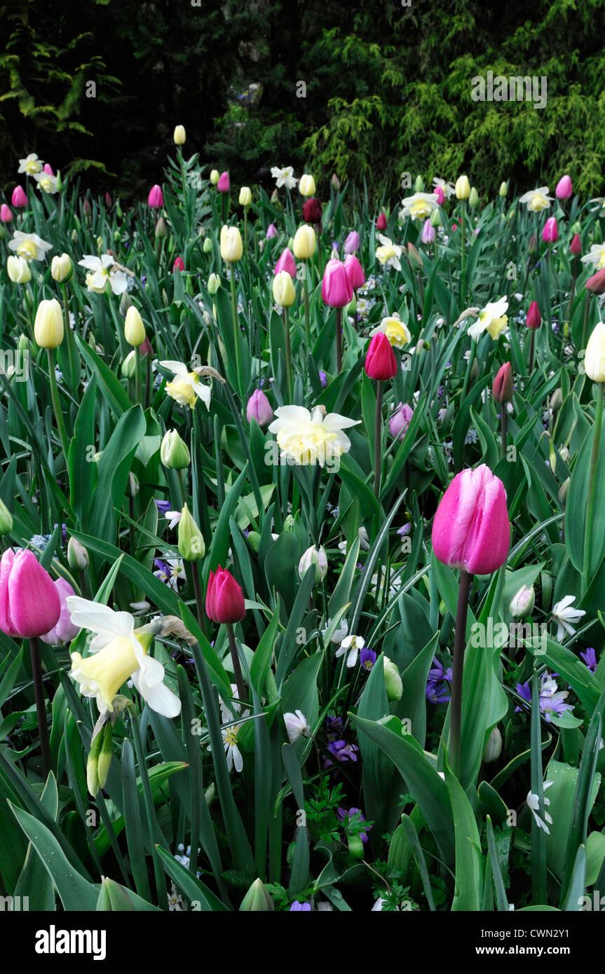 Mixed bed border spring blooming bulbs yellow blue pink purple colour ...
