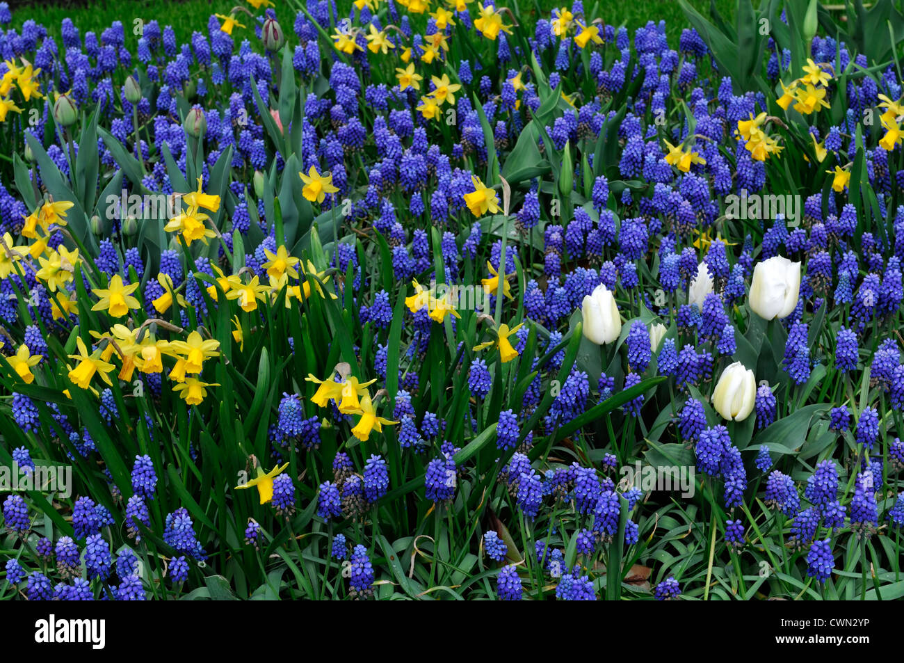 Mixed bed border spring blooming bulbs yellow blue white colour combo ...