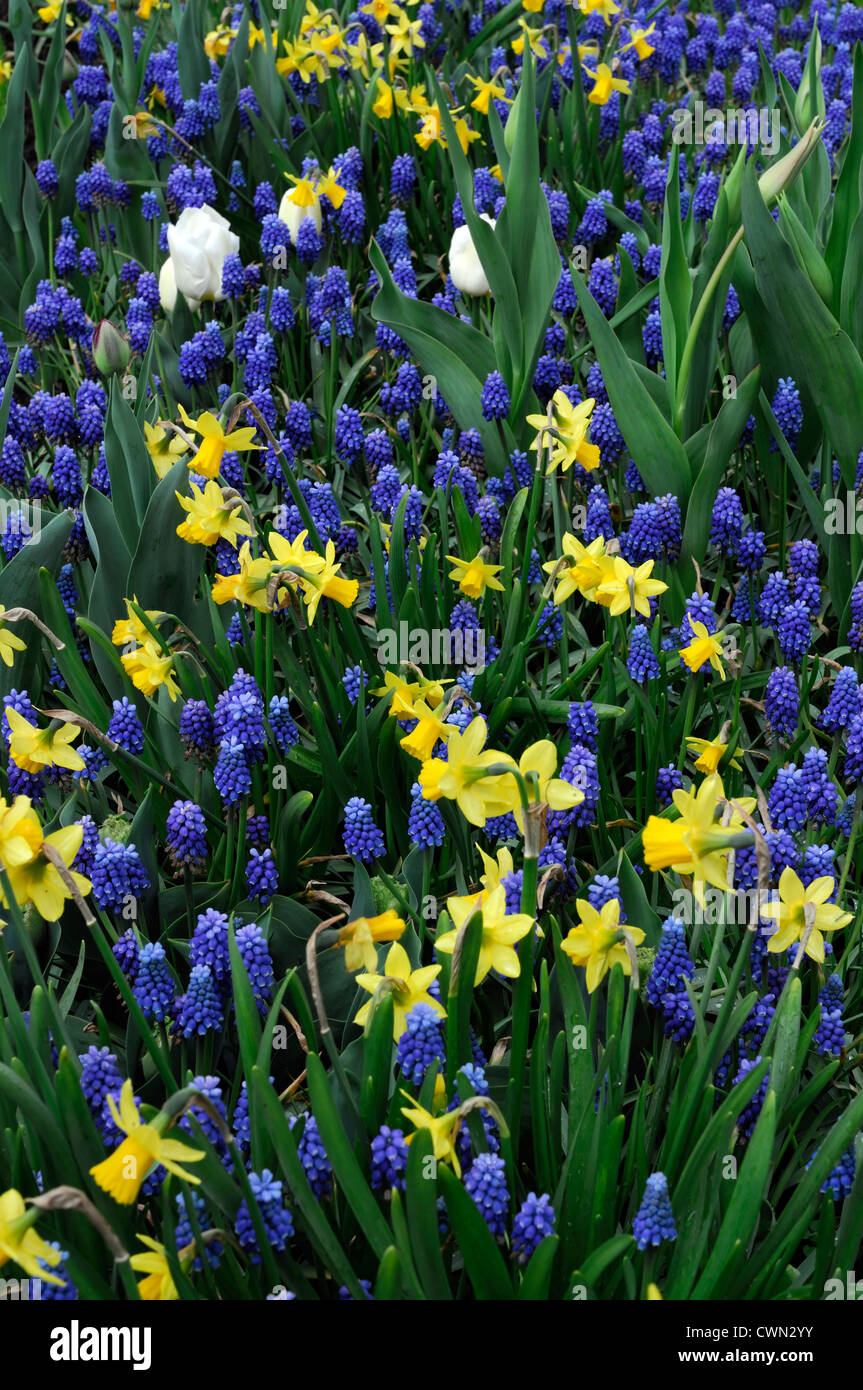 Mixed bed border spring blooming bulbs yellow blue white colour combo ...