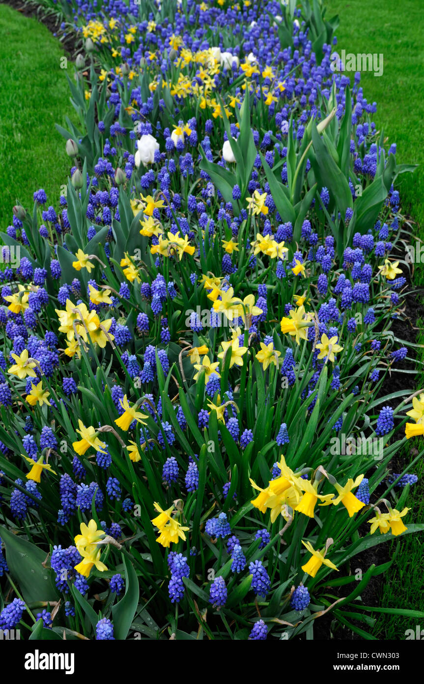 Mixed bed border spring blooming bulbs yellow blue color colour combo ...