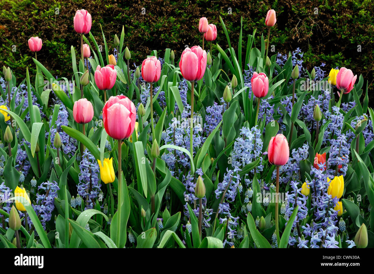 Mixed bed border spring blooming bulbs yellow blue pink color colour ...