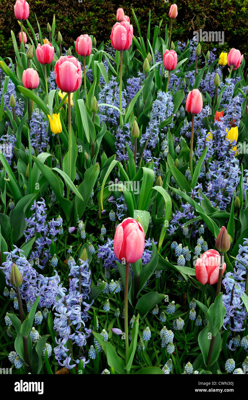 Blue and yellow color scheme hi-res stock photography and images - Alamy