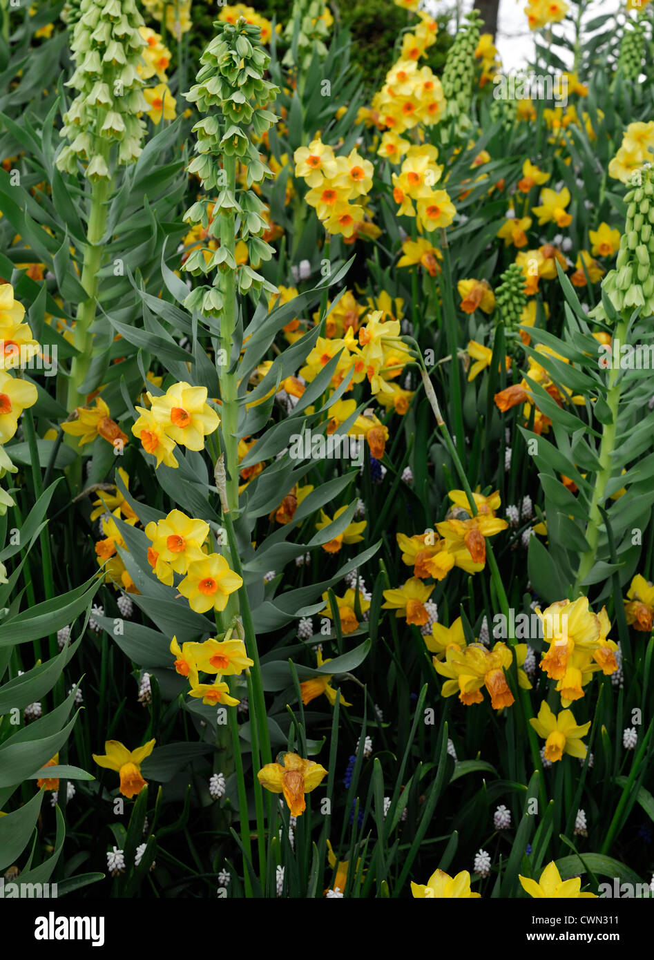 Mixed bed border spring blooming bulbs orange yellow white color colour ...