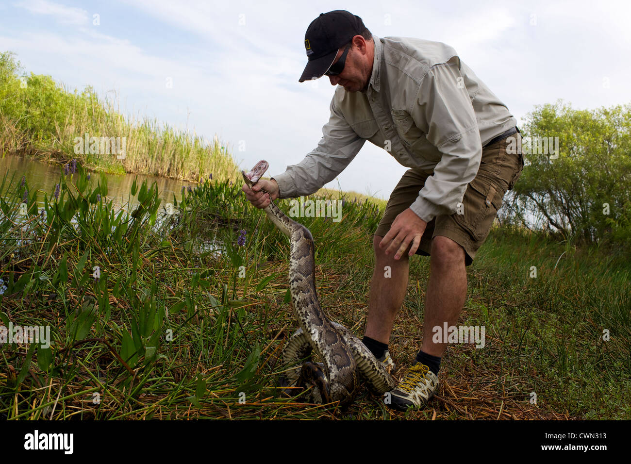 Shawn Heflick catching a python in the Everglades Stock Photo - Alamy