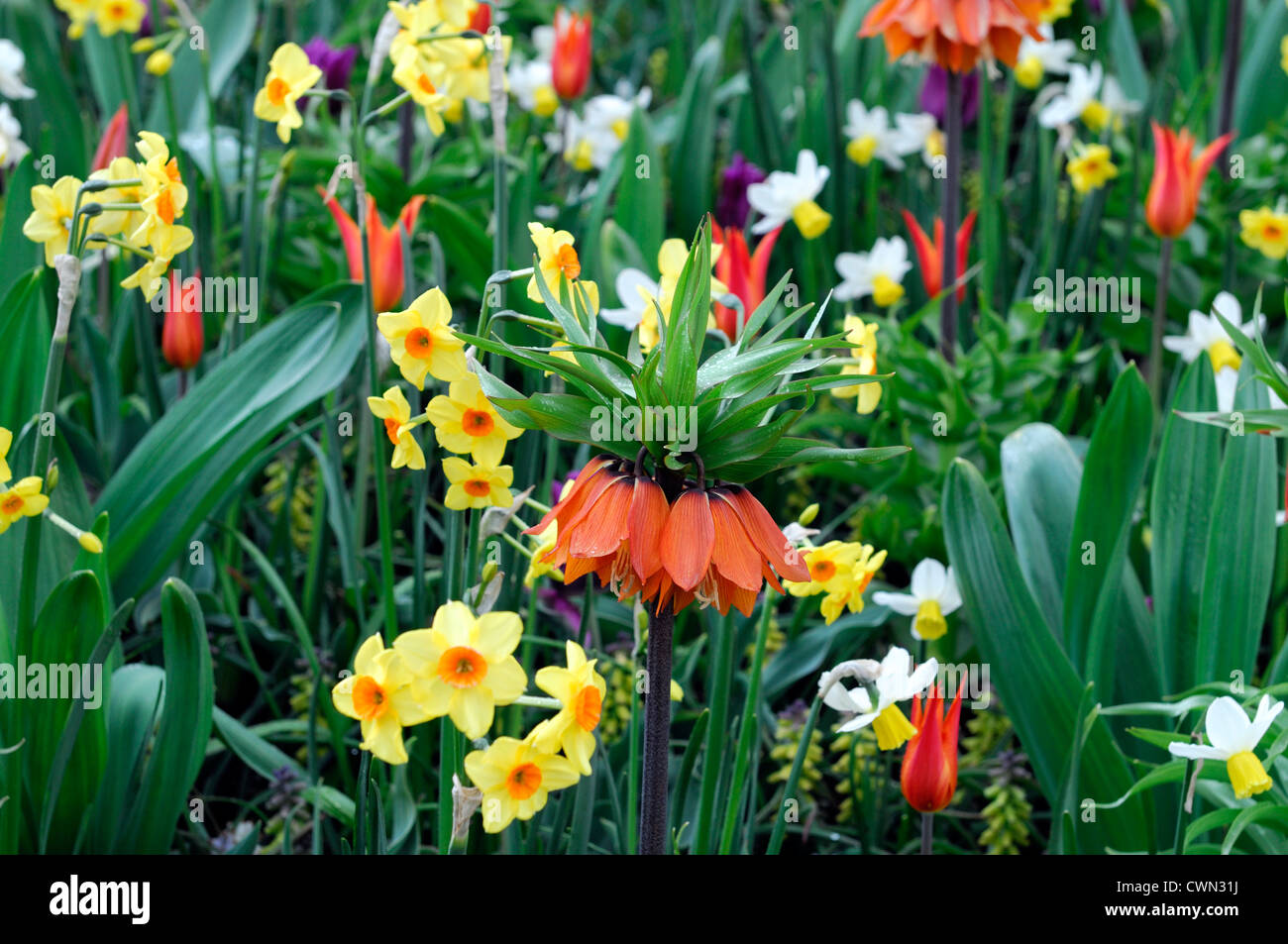 Mixed bed border spring blooming bulbs orange yellow white color colour ...