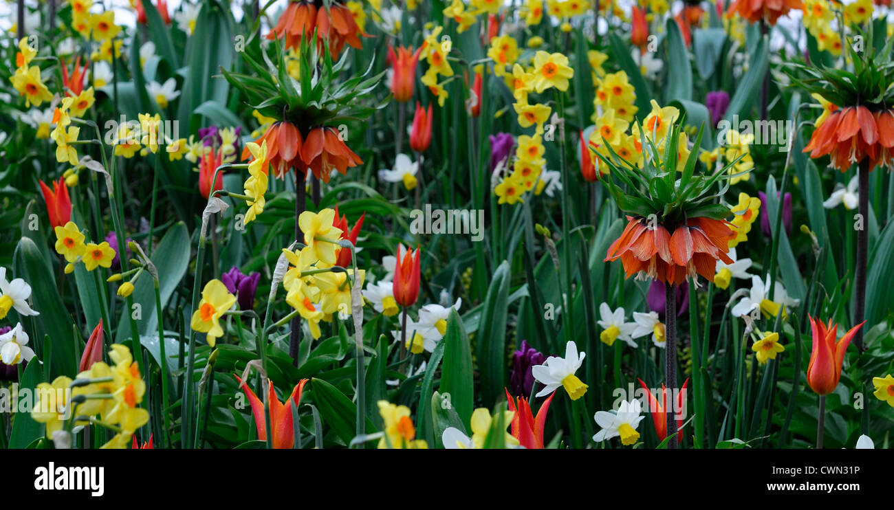Mixed bed border spring blooming bulbs orange yellow white color colour ...