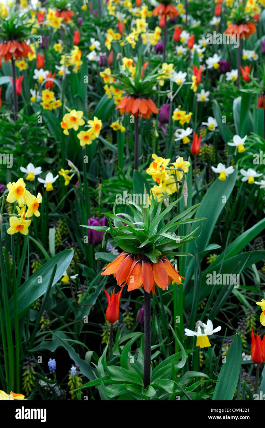 Mixed bed border spring blooming bulbs orange yellow white color colour ...