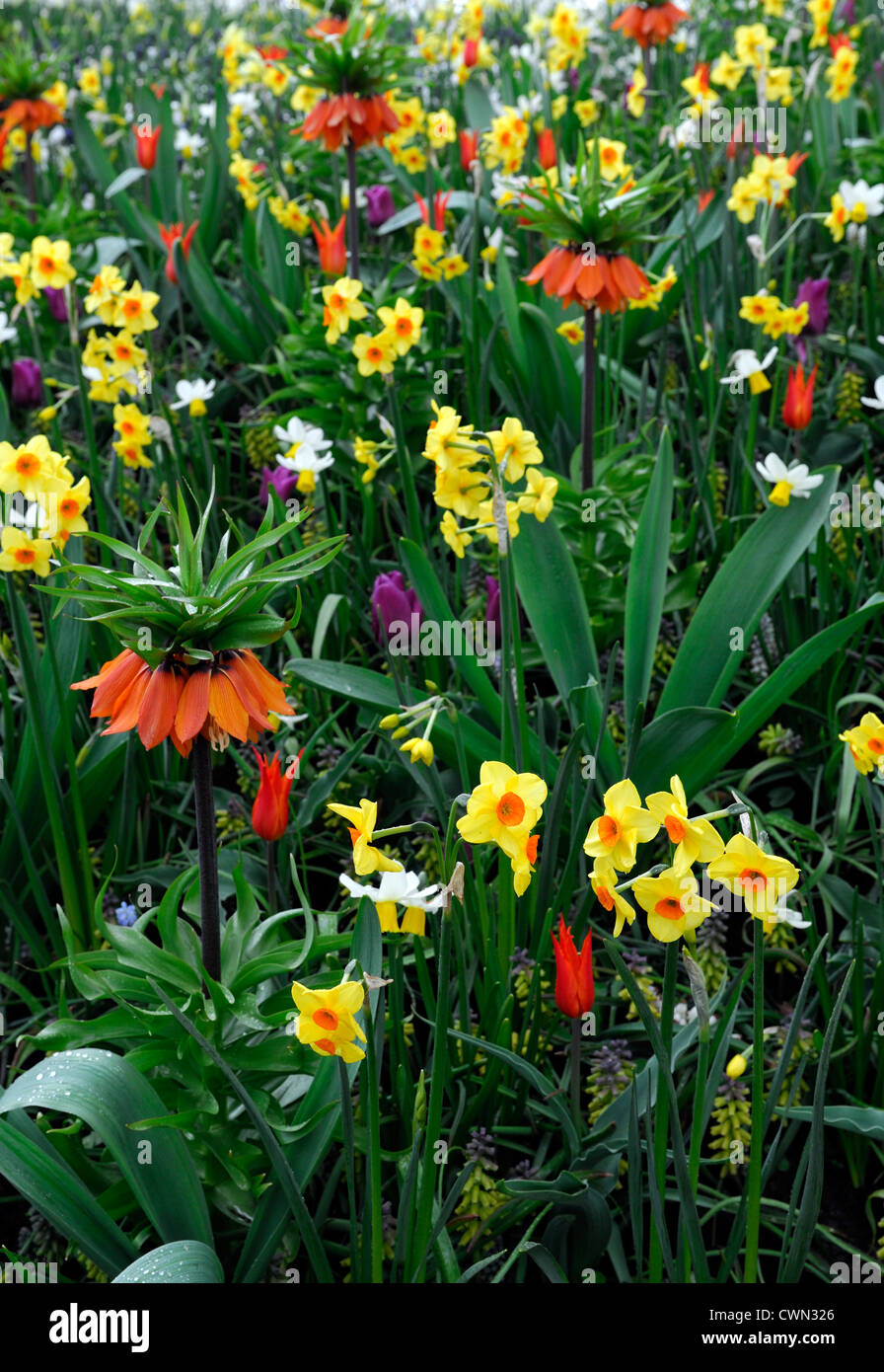 Mixed bed border spring blooming bulbs orange yellow white color colour ...