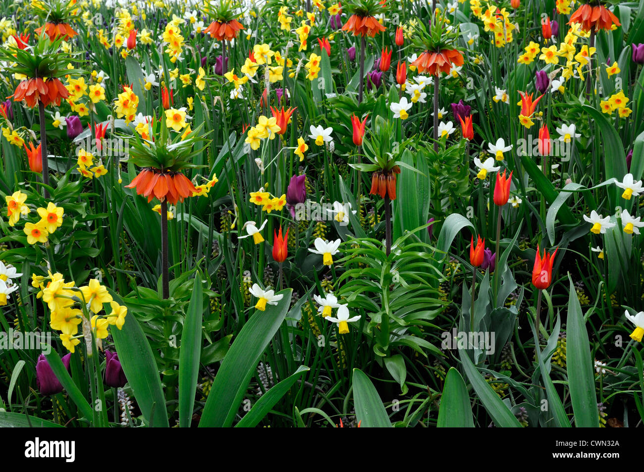 Mixed bed border spring blooming bulbs orange yellow white color colour ...