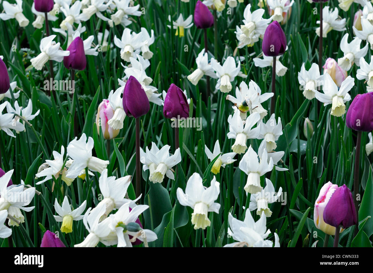 Mixed bed border spring blooming bulbs pink purple white color colour ...