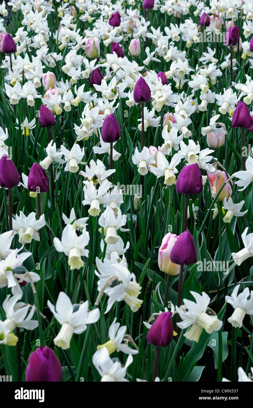 Mixed bed border spring blooming bulbs pink purple white color colour ...