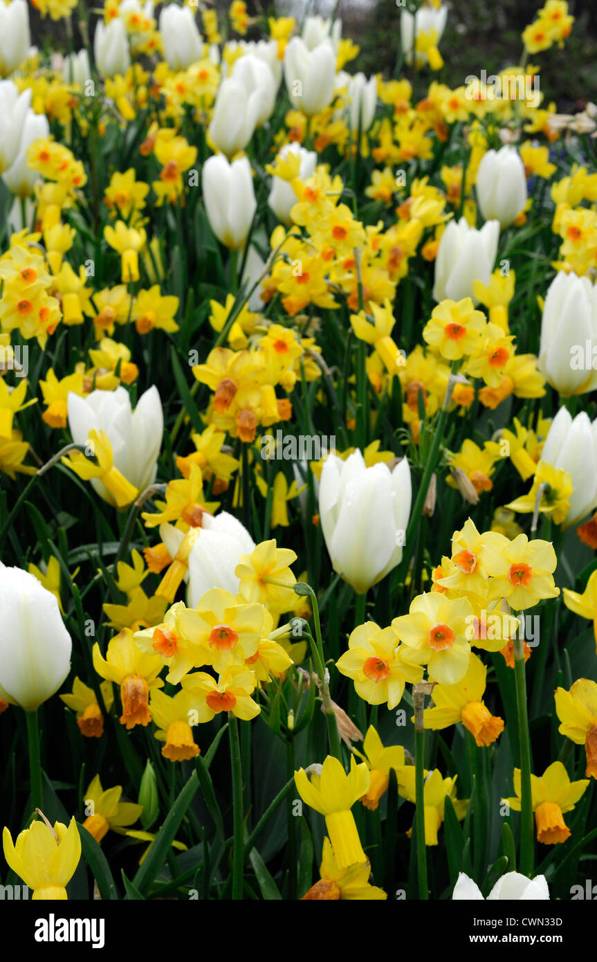 Mixed bed border spring blooming bulbs yellow white color colour combo ...