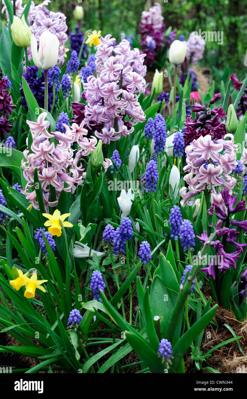 hyacinth muscari narcissus jetfire crocus Mixed bed border spring ...