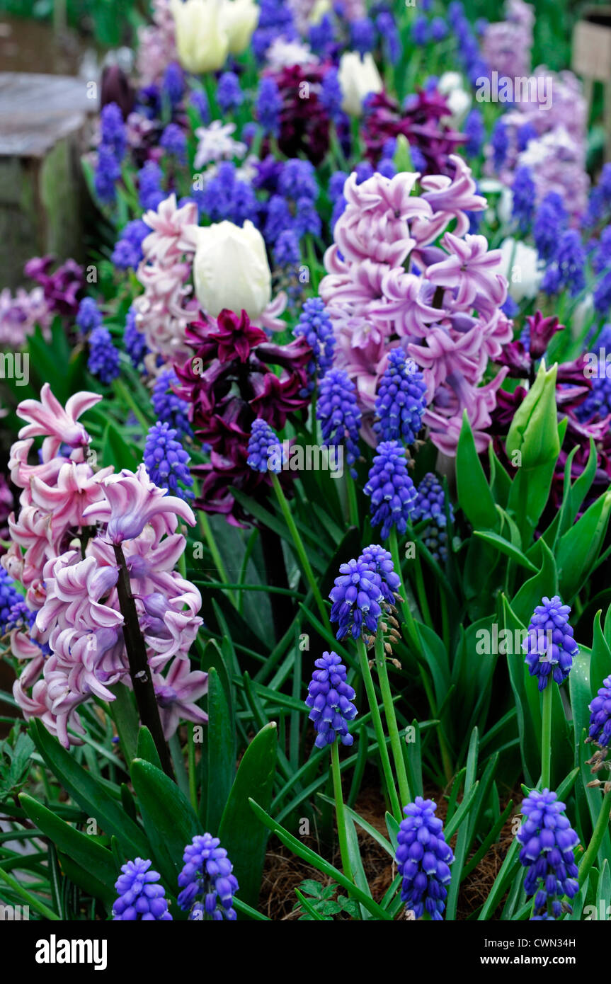 hyacinth muscari rocus Mixed bed border spring blooming bulbs blue ...