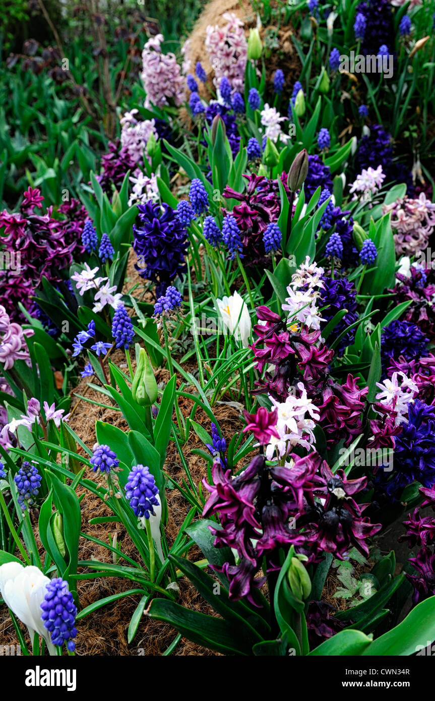 hyacinth muscari crocus Mixed bed border spring blooming bulbs blue ...