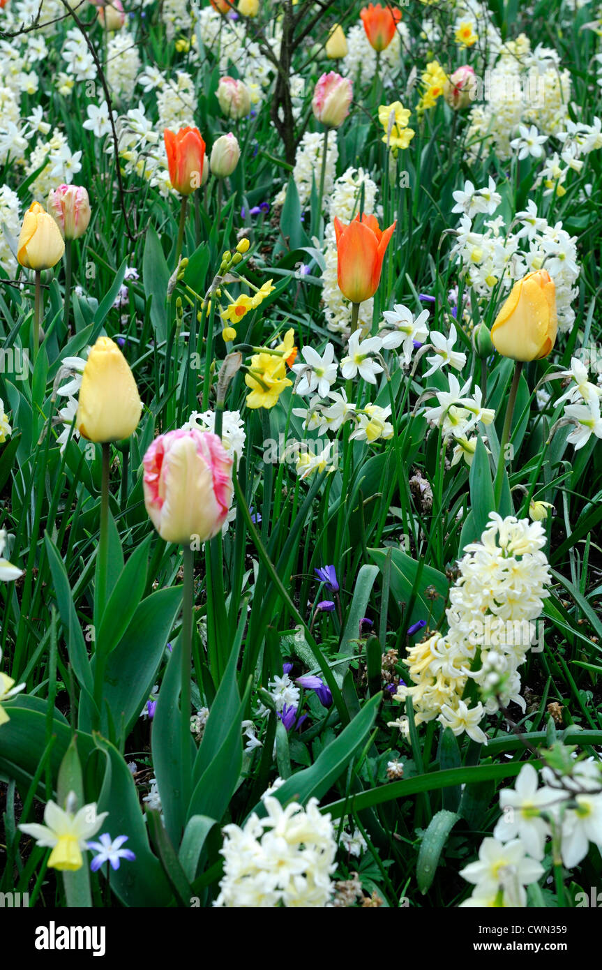Mixed bed border spring blooming bulbs yellow white purple color colour ...