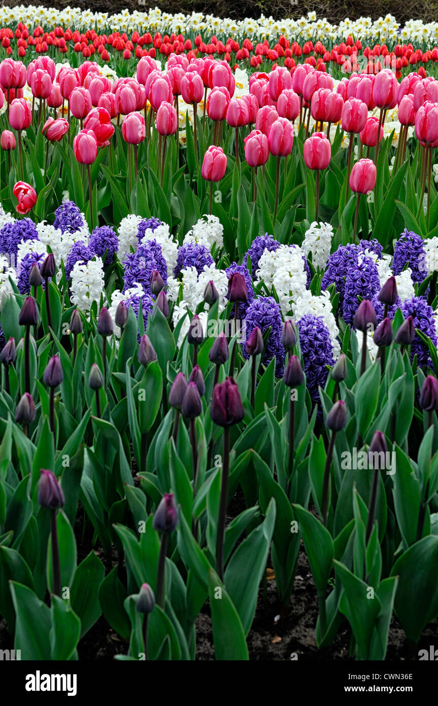 Pink color scheme hi-res stock photography and images - Alamy