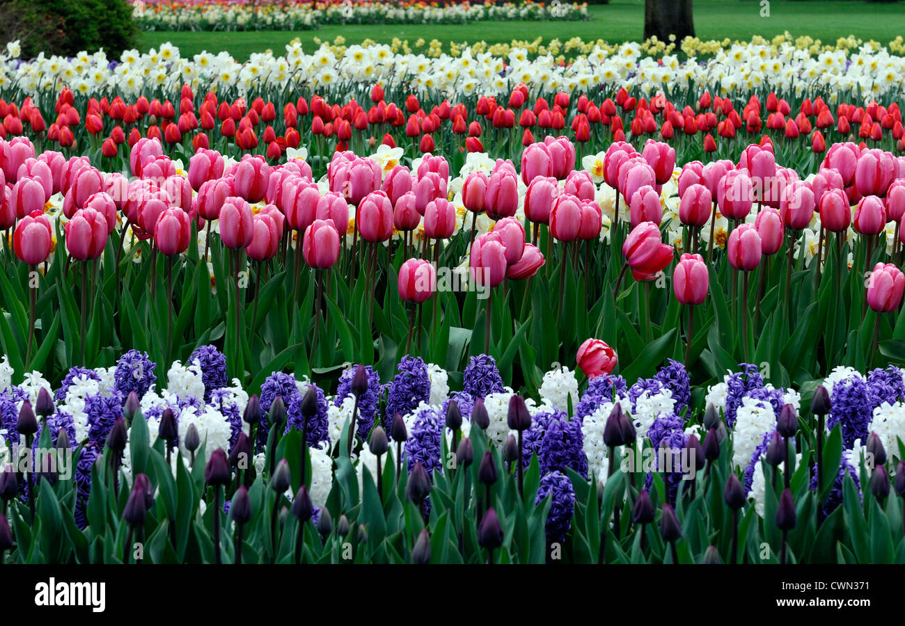 Mixed bed border spring blooming bulbs pink white purple color colour ...
