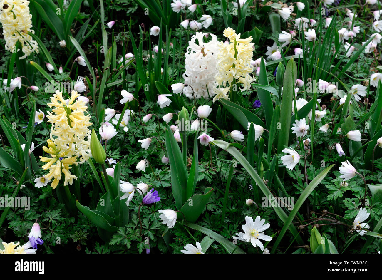 Mixed bed border spring blooming bulbs yellow white color colour combo ...