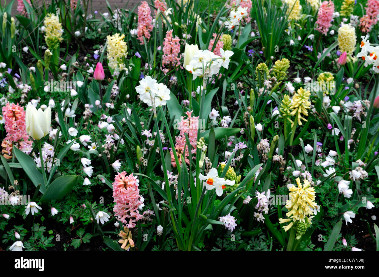 Mixed bed border spring blooming bulbs yellow pink white color colour ...