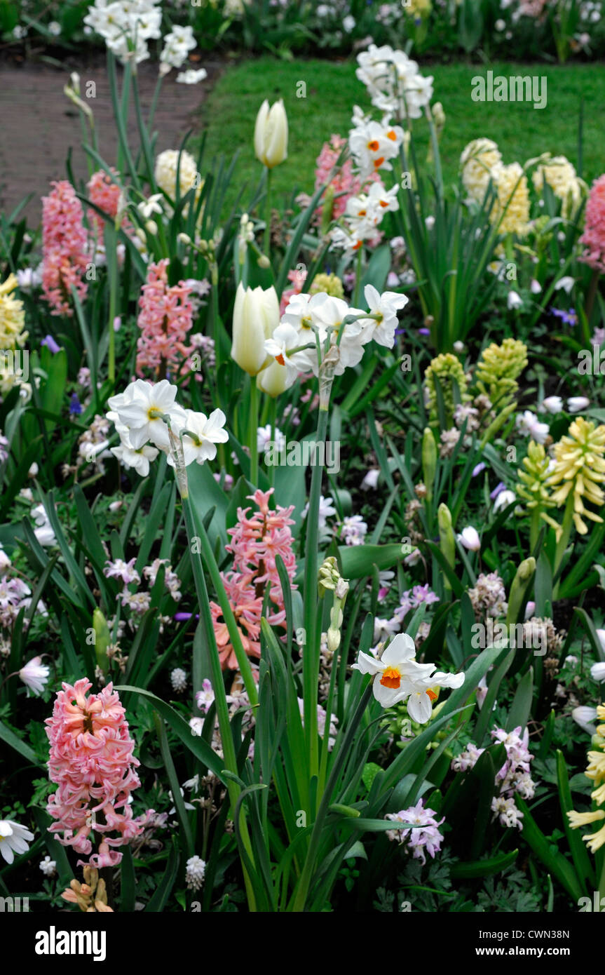 Mixed bed border spring blooming bulbs yellow pink white color colour ...