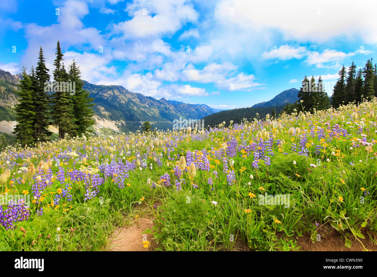 Naches Peak Loop Trail near Mt.Ranier. Beautiful mountain landscape ...