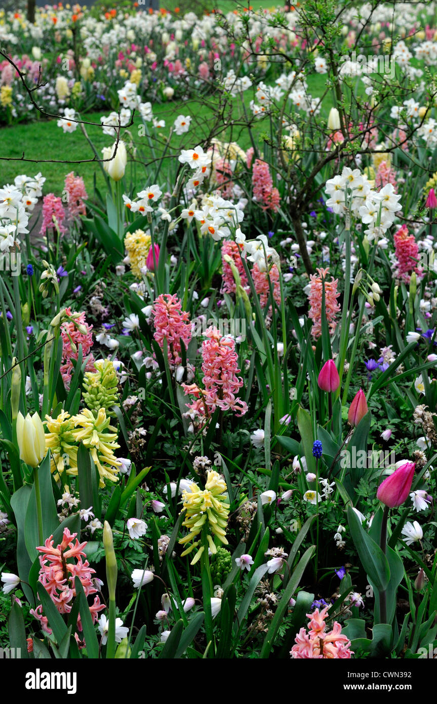 Mixed bed border spring blooming bulbs yellow pink white color colour ...