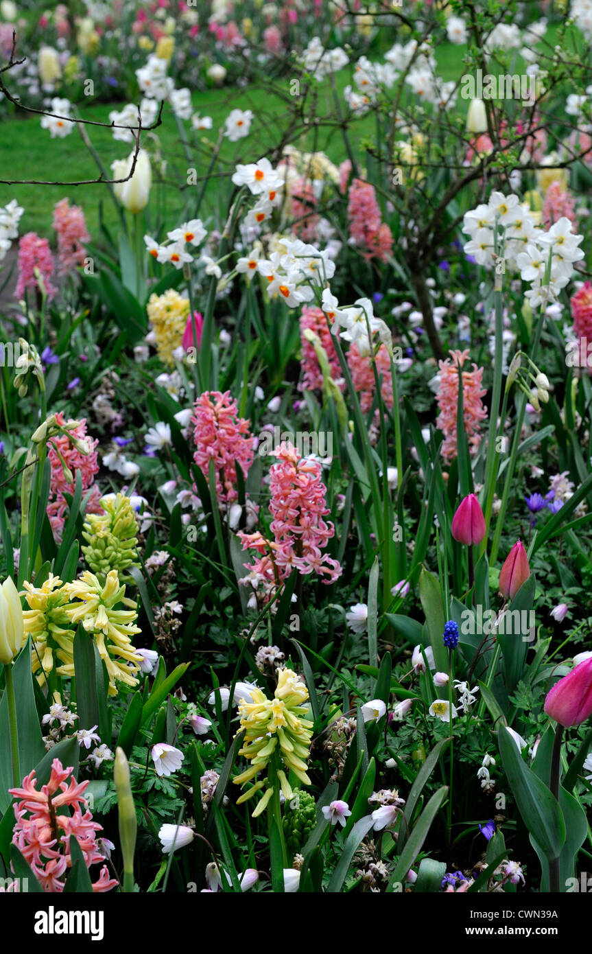 Mixed bed border spring blooming bulbs yellow pink white color colour ...