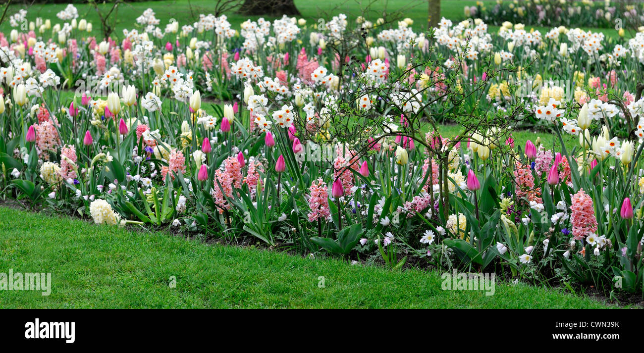 Mixed bed border spring blooming bulbs yellow pink white color colour ...