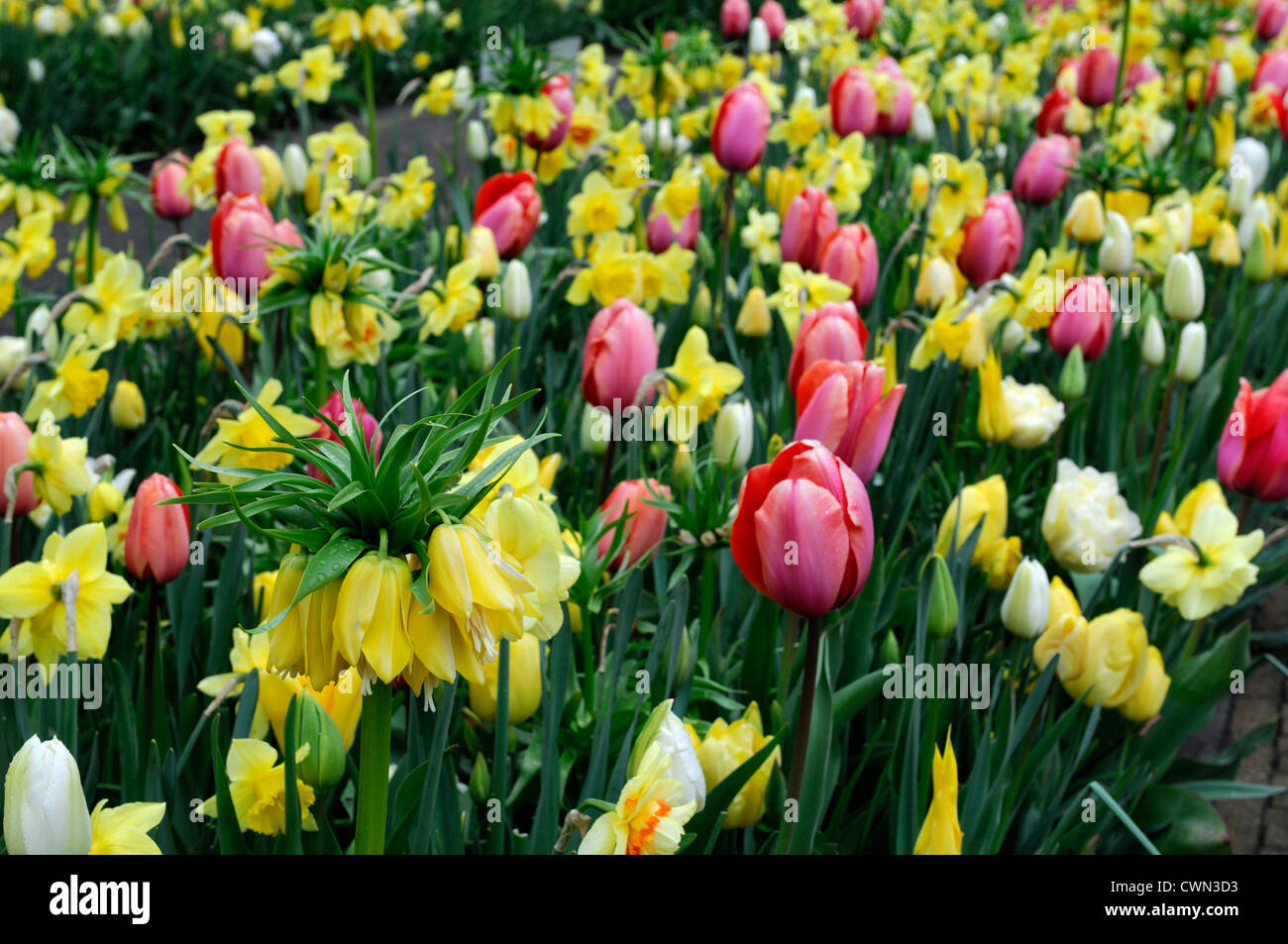 Mixed bed border spring blooming bulbs yellow pink white color colour ...