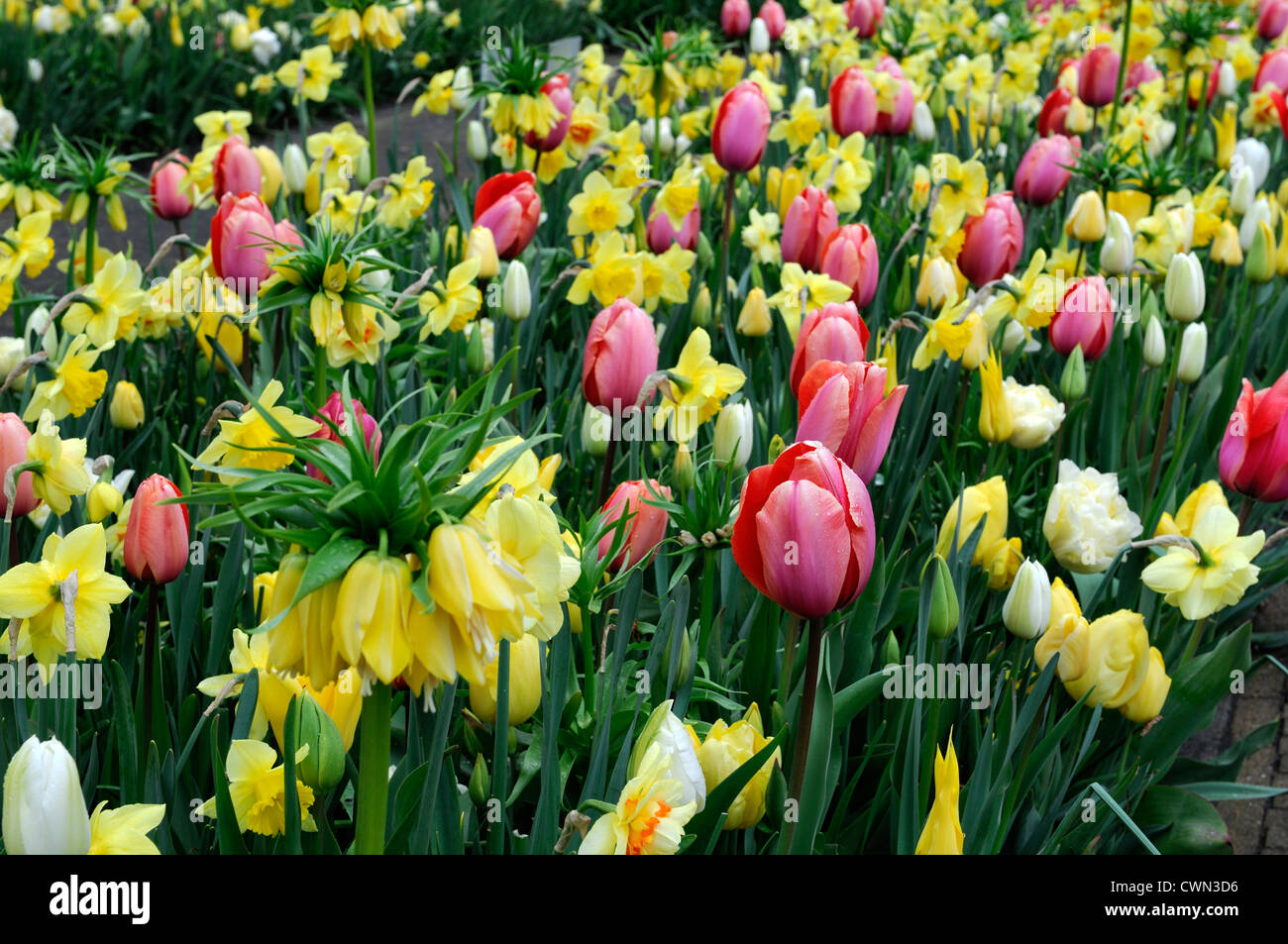 Mixed bed border spring blooming bulbs yellow pink white color colour ...