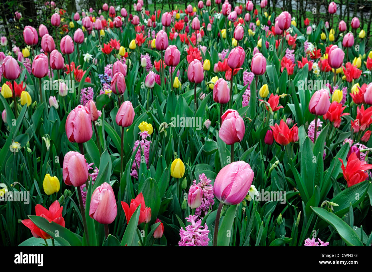 Mixed bed border spring blooming bulbs pink white yellow red colour ...