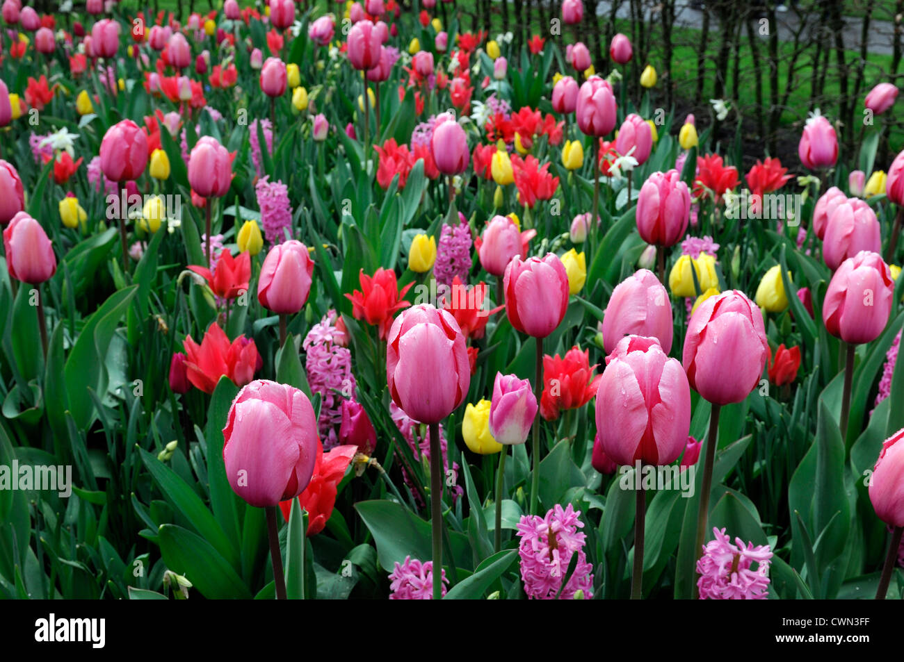 Red pink color scheme hi-res stock photography and images - Alamy