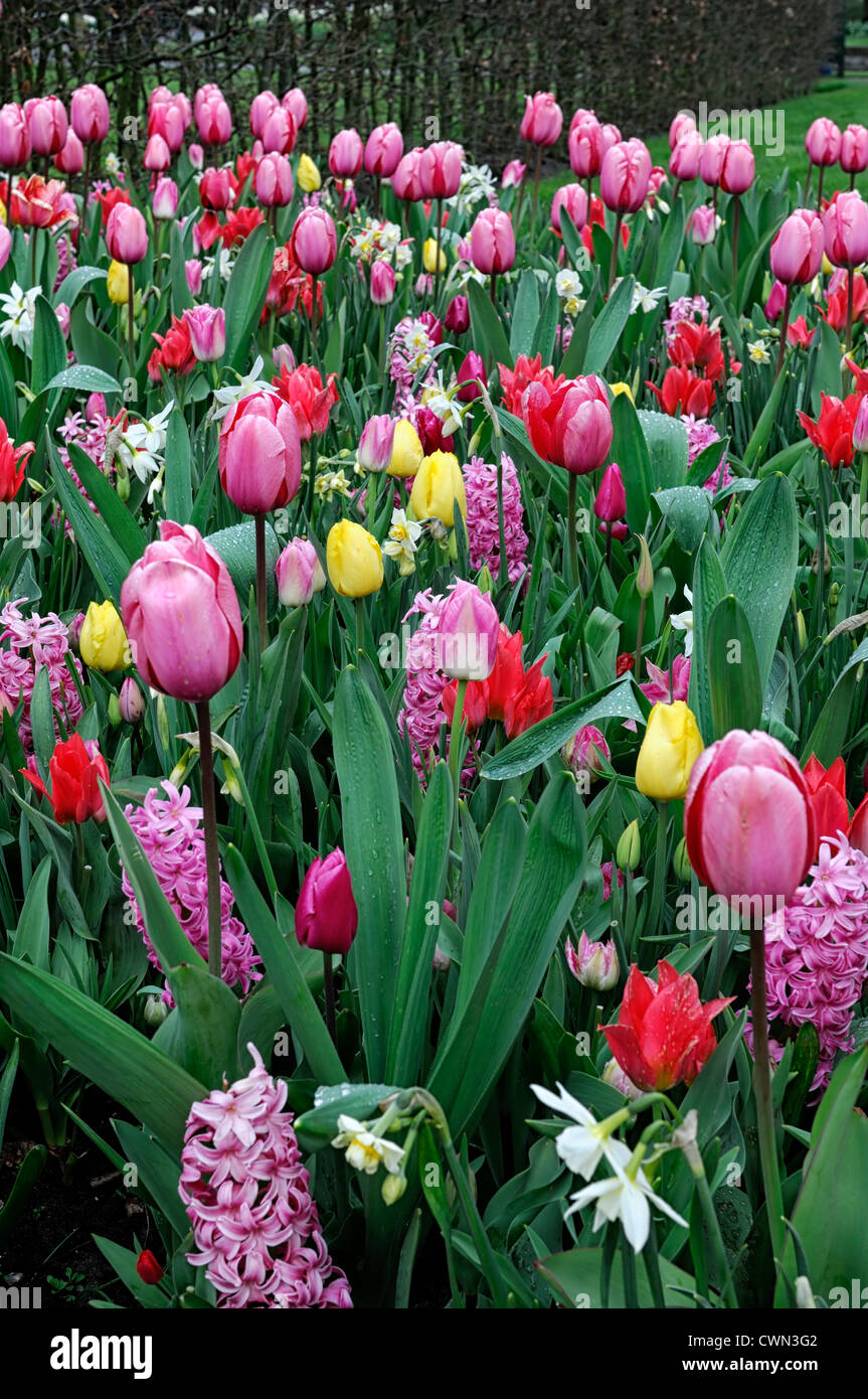 Mixed bed border spring blooming bulbs pink white yellow red colour ...