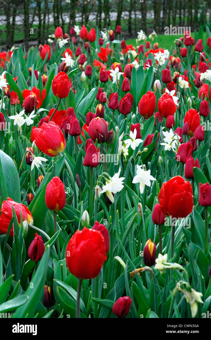 Mixed bed border spring blooming bulbs red white colour color combo ...