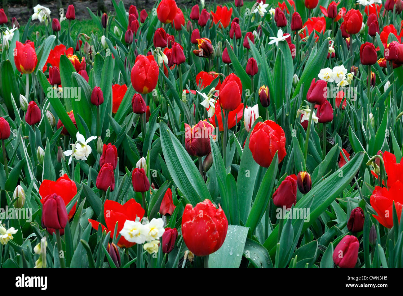 Mixed bed border spring blooming bulbs red white colour color combo ...