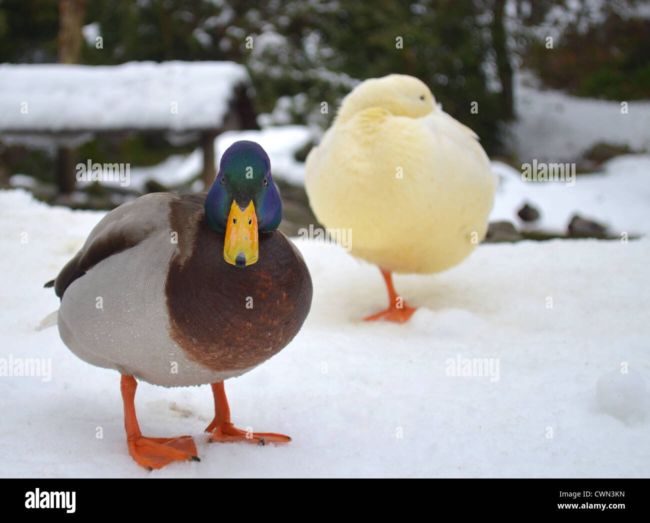 Colored duck hi-res stock photography and images - Alamy