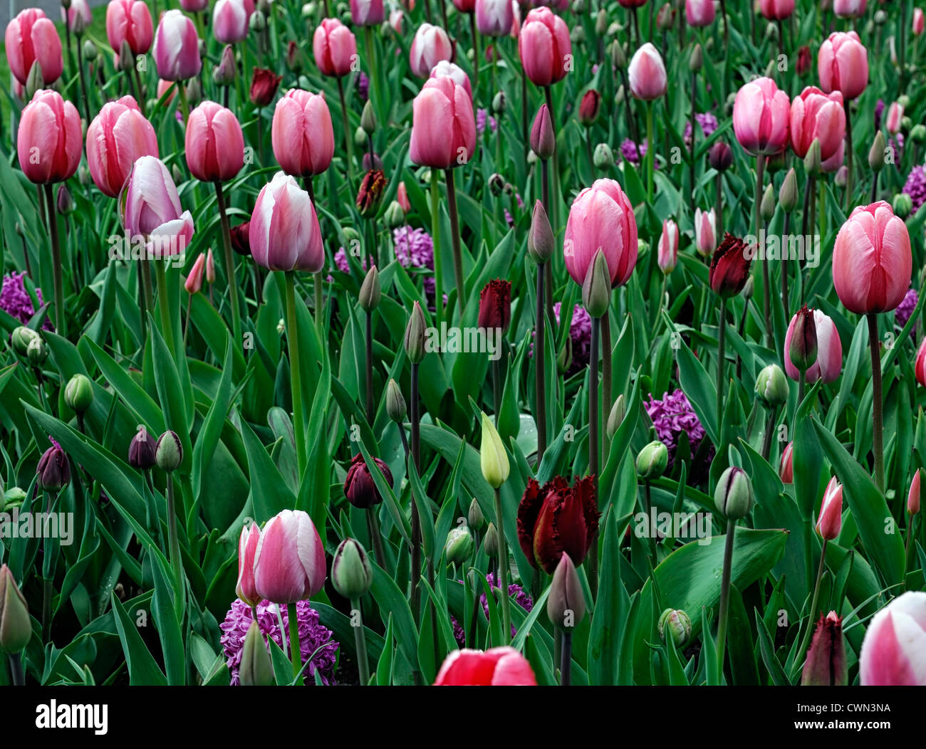 Mixed bed border spring blooming bulbs purple white pink colour color ...