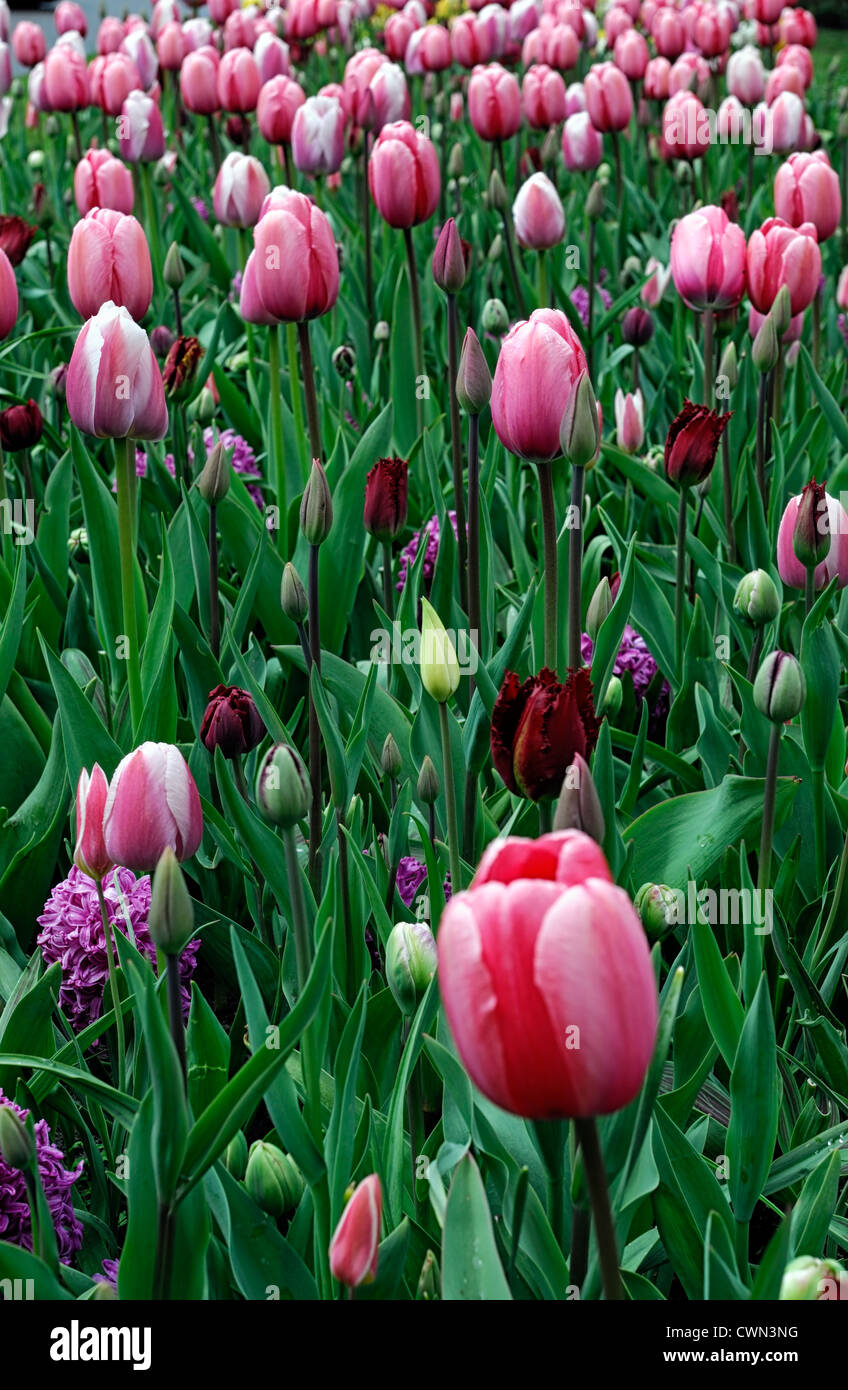 Mixed bed border spring blooming bulbs purple white pink colour color ...