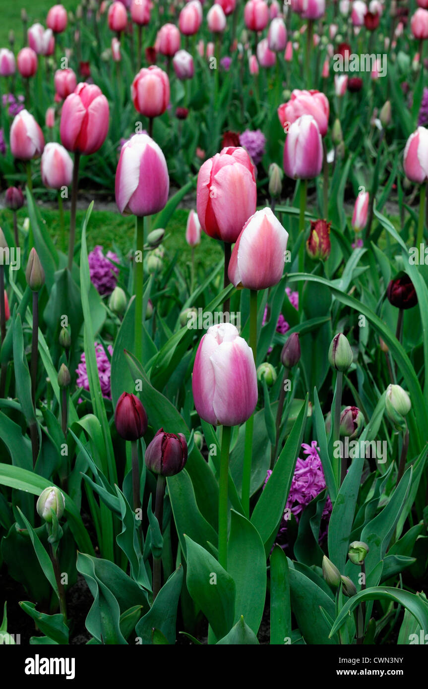 Mixed bed border spring blooming bulbs purple white pink colour color ...
