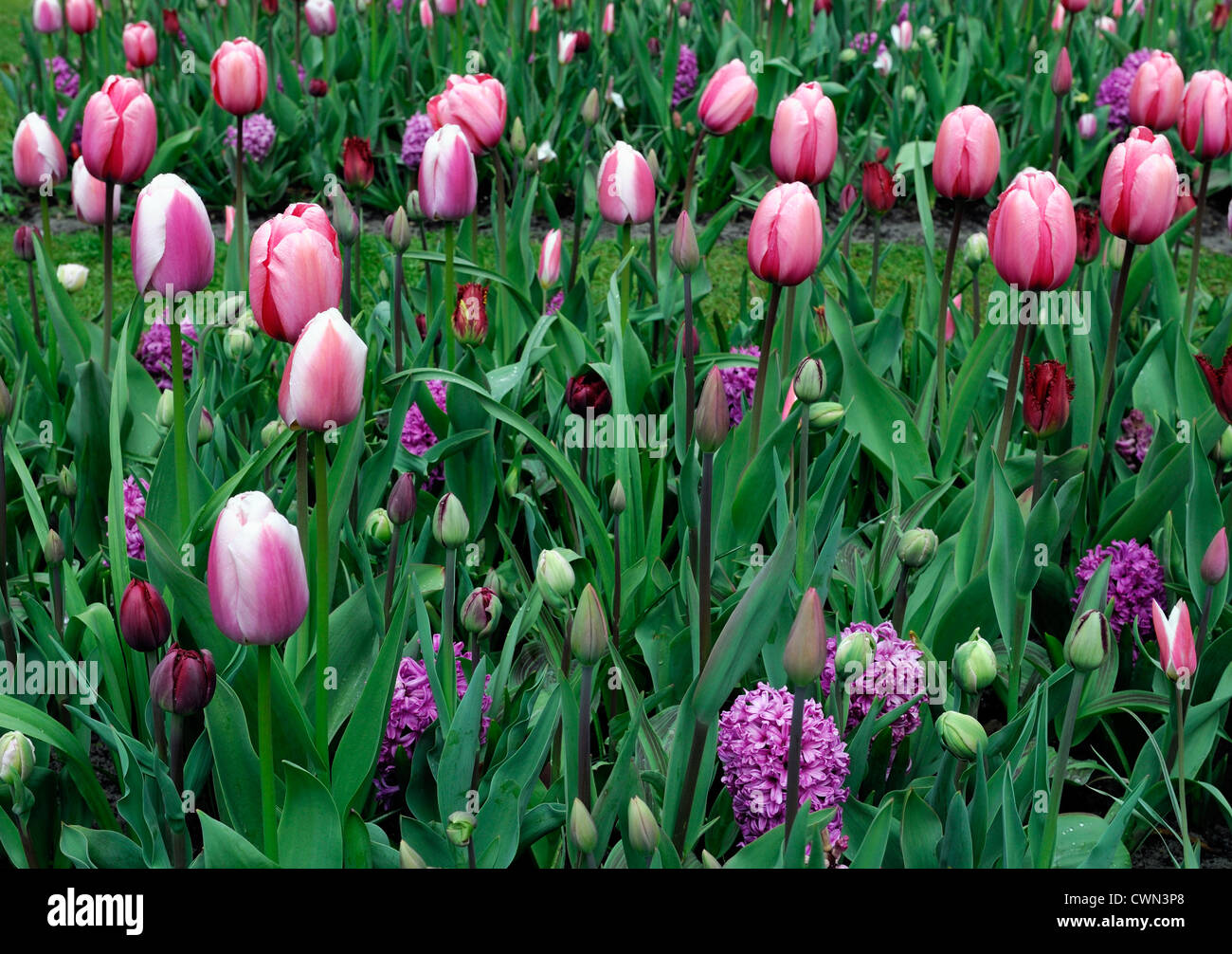 Mixed bed border spring blooming bulbs purple white pink colour color ...