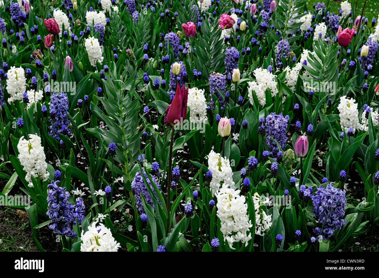 Mixed bed border spring blooming bulbs purple white pink colour color ...