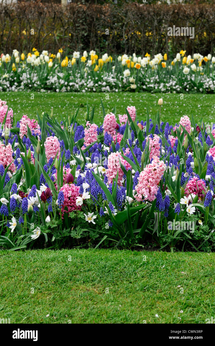 Mixed bed border spring blooming bulbs purple white pink colour color ...