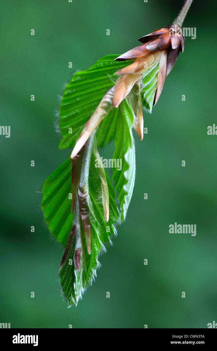 Beech tree leaves uk hi-res stock photography and images - Alamy