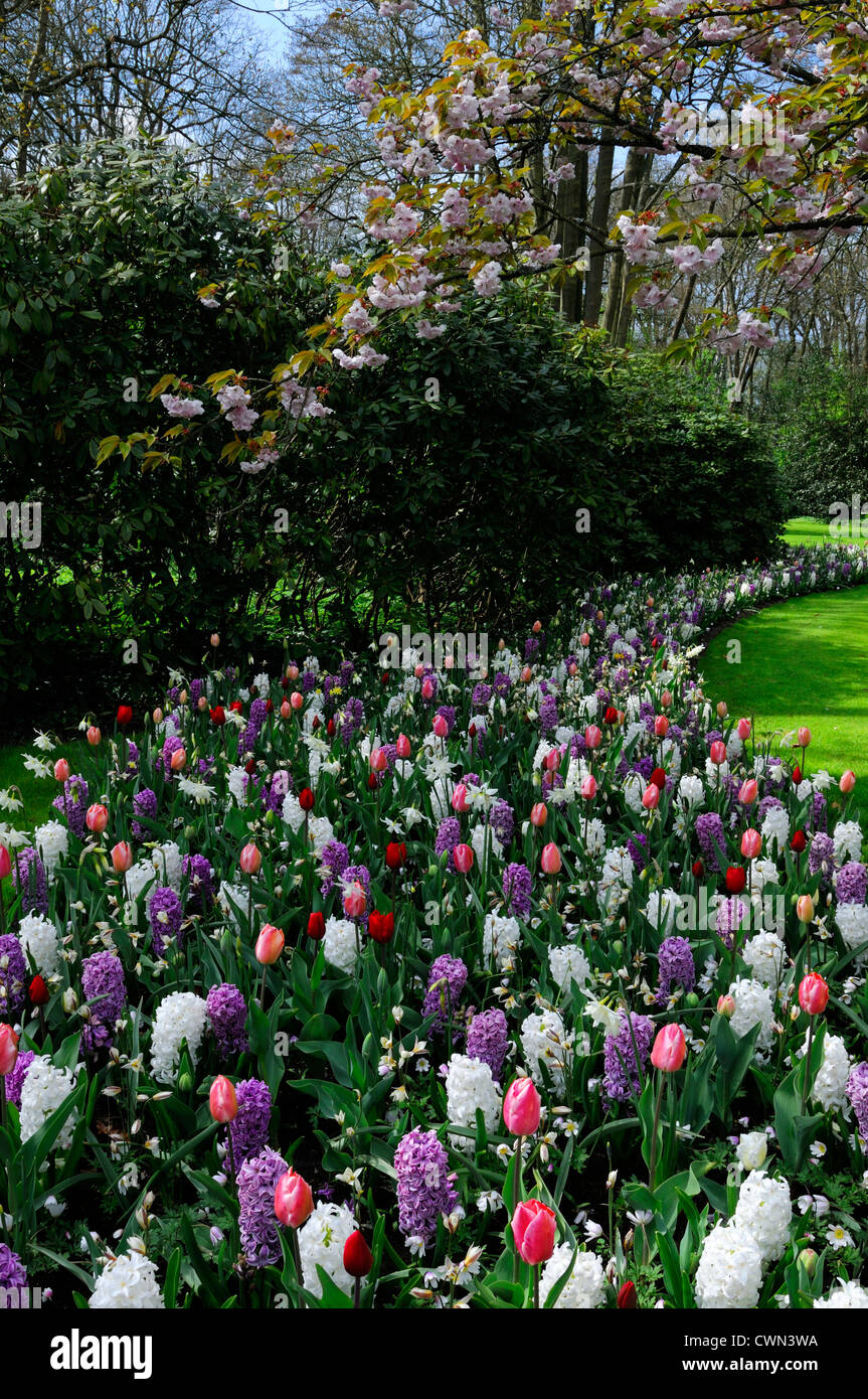 Mixed bed border spring blooming bulbs purple white pink colour color ...