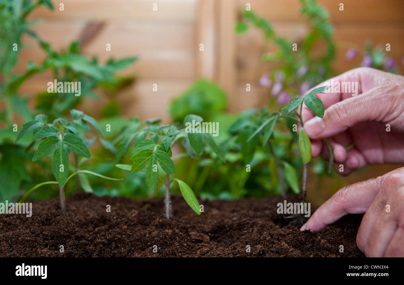 Planting out new plants hi-res stock photography and images - Alamy