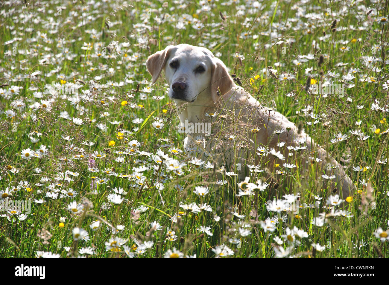 Labrador In Flowers High Resolution Stock Photography and Images - Alamy